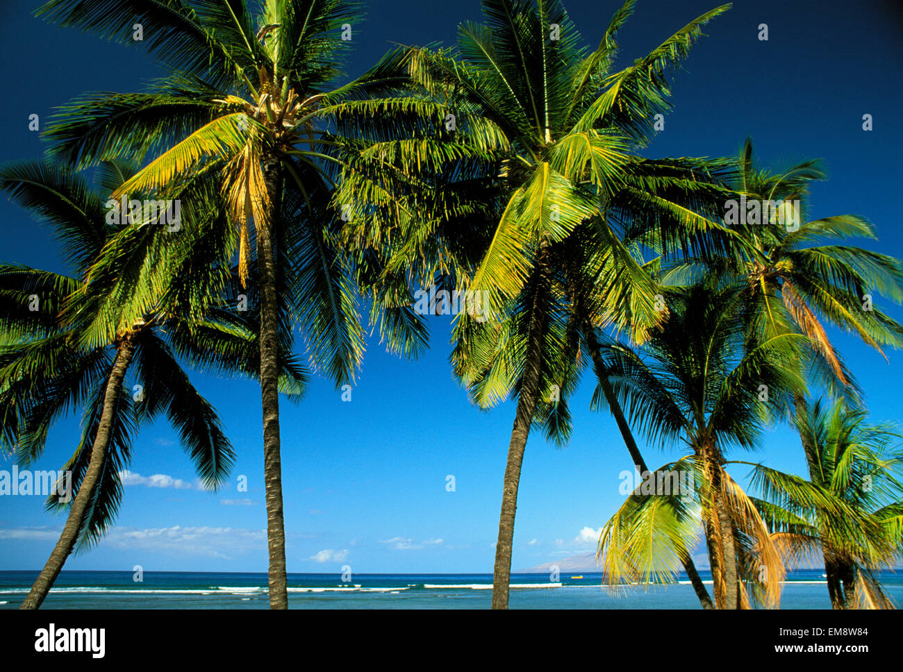 Hawaii, Maui, Lahaina, Arch Of Coconut Trees By The Ocean On A Bright ...