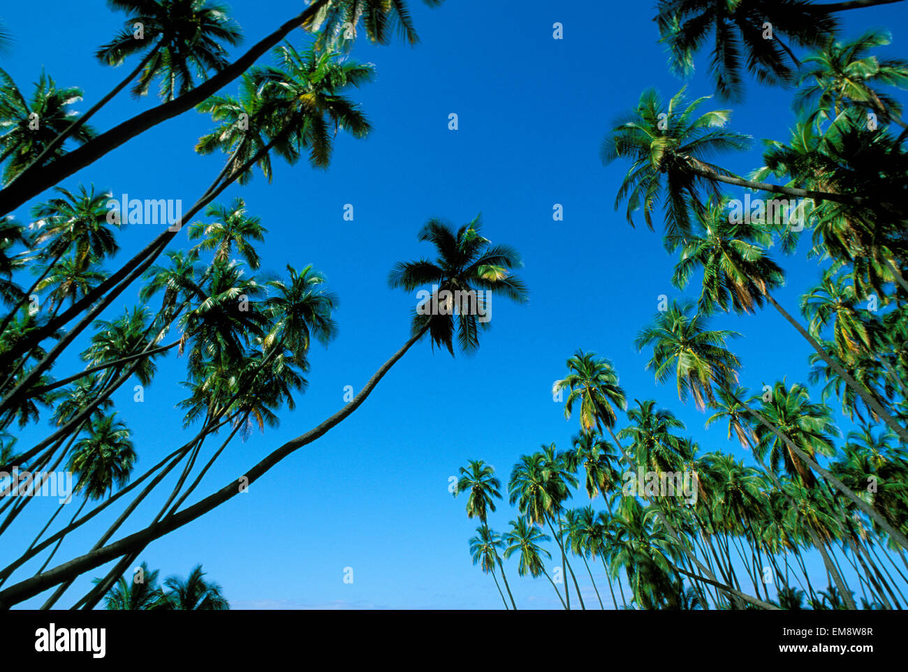 Hawaii, Palm Tree Tops Against Blue Sky Stock Photo - Alamy