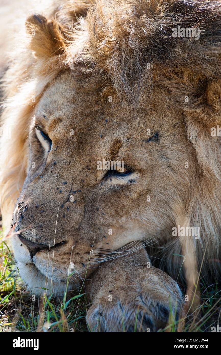 Lion in the sun hi-res stock photography and images - Alamy