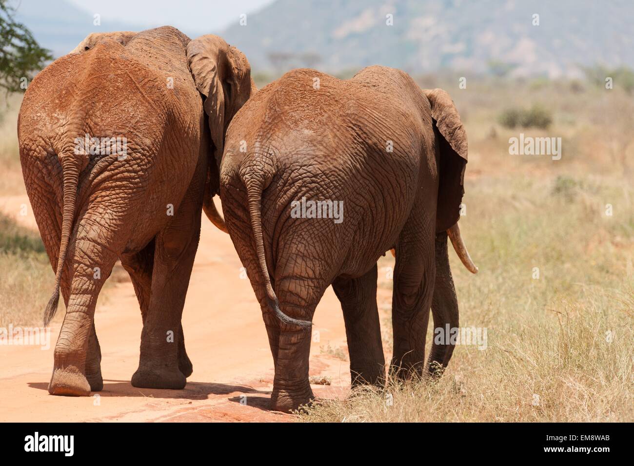 Africa elephant tusk safari hi-res stock photography and images - Alamy