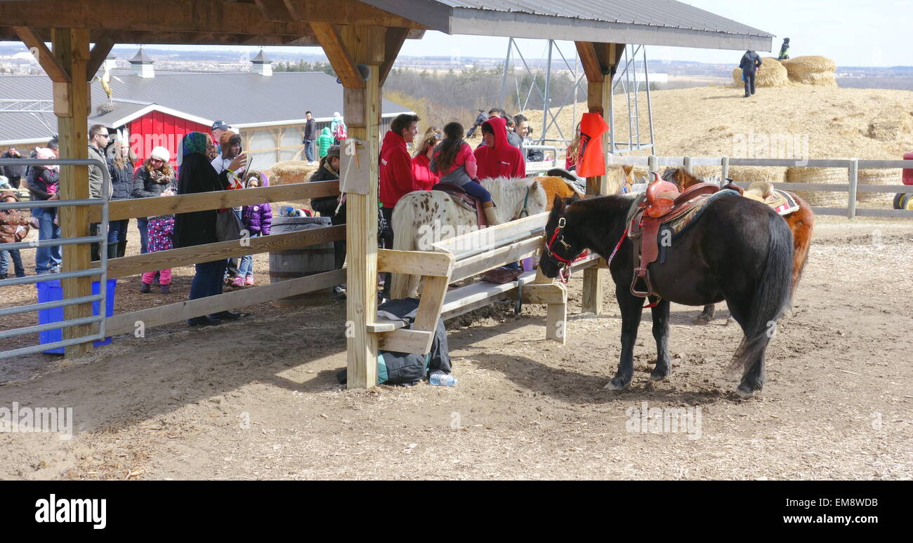 Pony ride at a farm in Ontario, Canada Stock Photo - Alamy