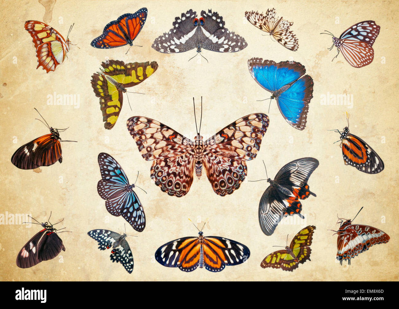 Symmetrical display of a group of butterflies Stock Photo - Alamy