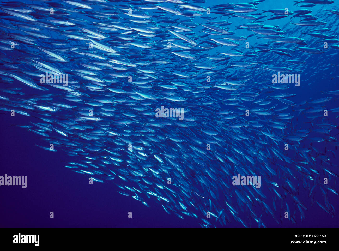 Hawaii, Mackerel Scad, Opelu (Decapturus Maruodsi) Swims In Large ...