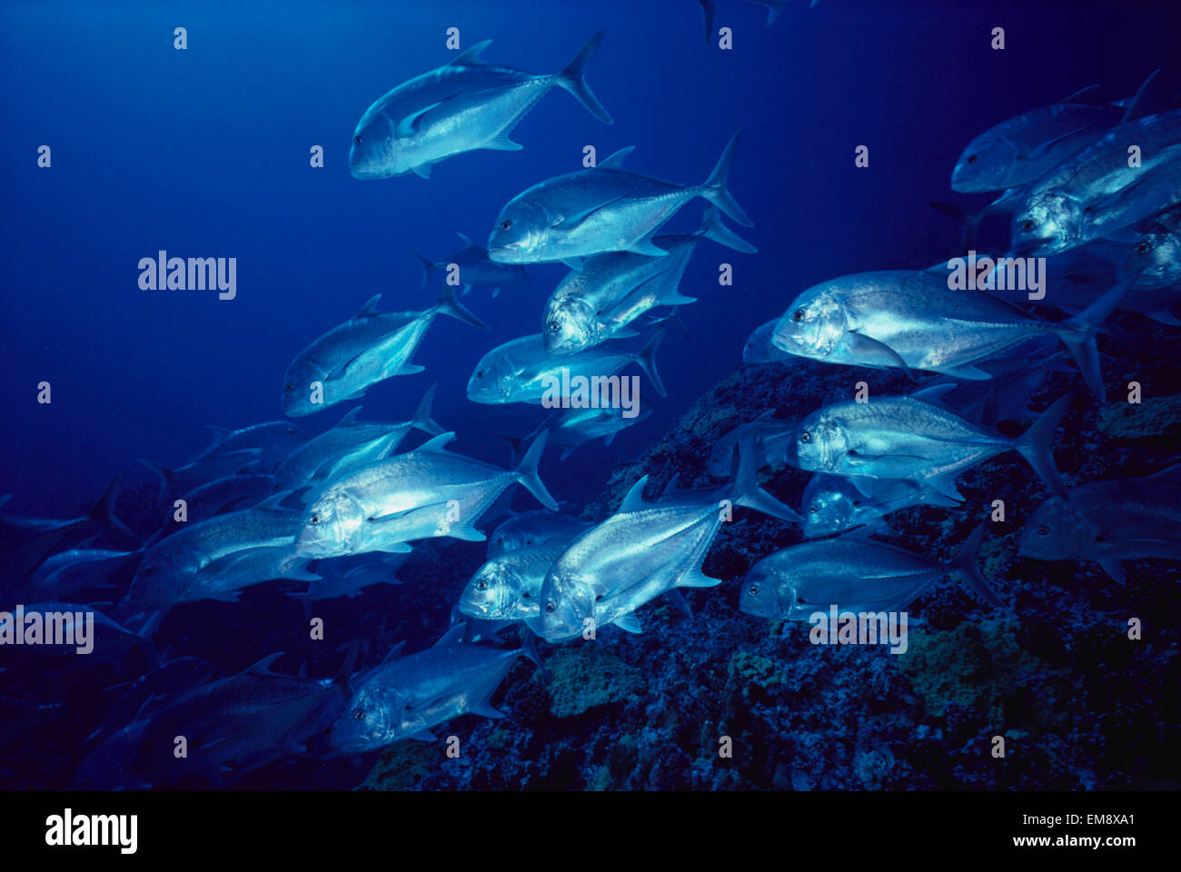 Northwestern Hawaiian Islands, Pearl And Hermes Reef, Giant Trevally ...