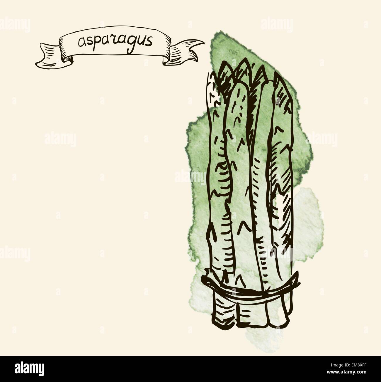 Bunch fresh asparagus drawn Stock Vector Images - Alamy