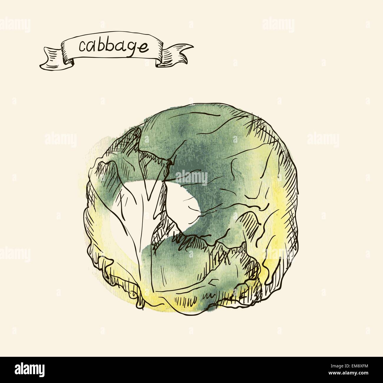 Cabbage graphics hi-res stock photography and images - Alamy