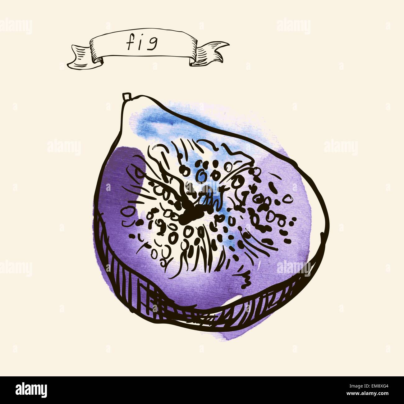 Hand drawn illustration of fig Stock Vector Image & Art - Alamy