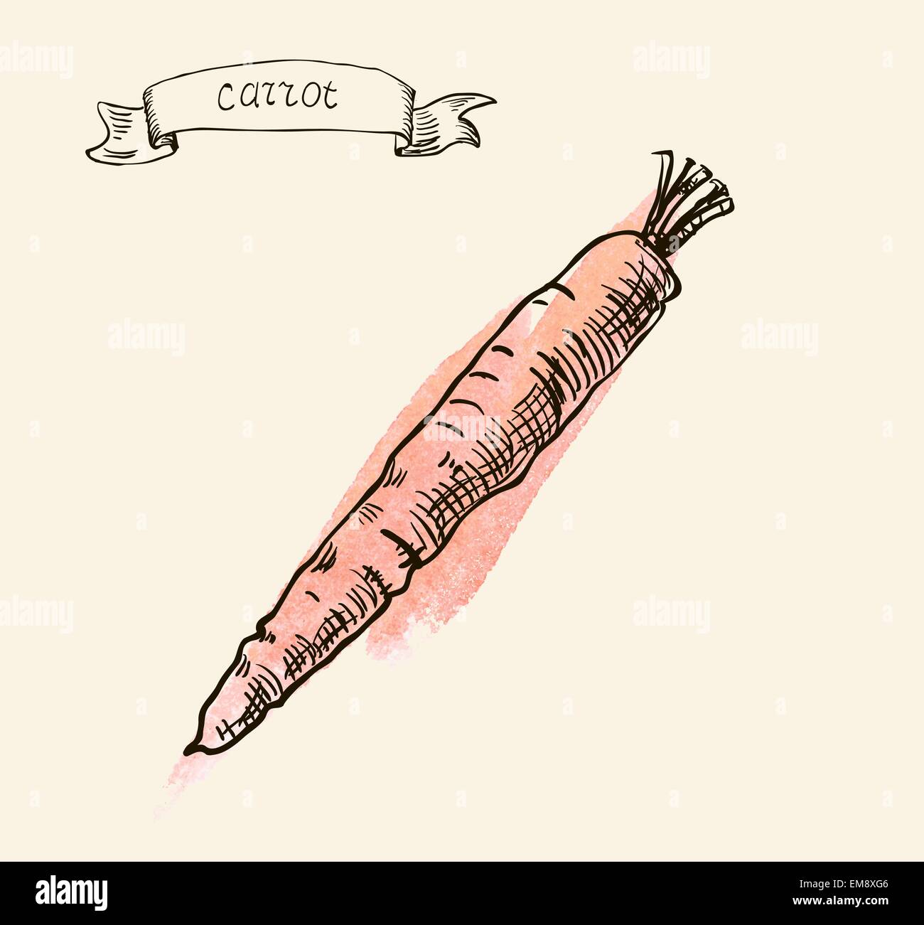 Hand drawn illustration of carrot Stock Vector Image & Art - Alamy