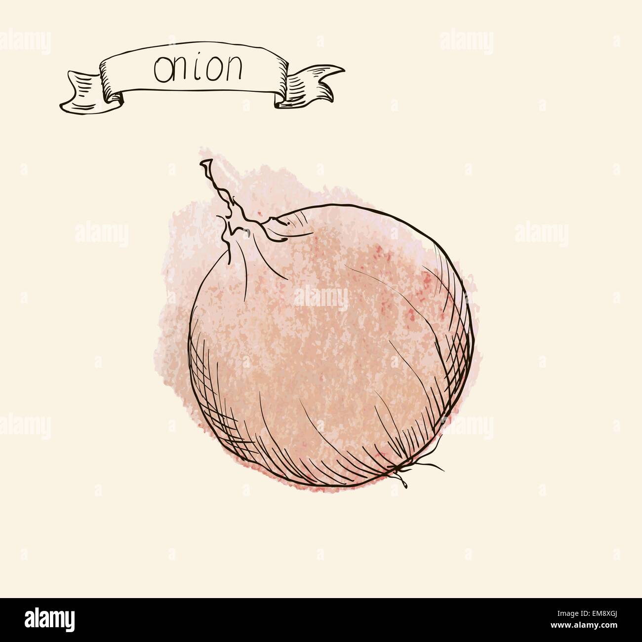 Hand drawn illustration of onion Stock Vector Image & Art - Alamy