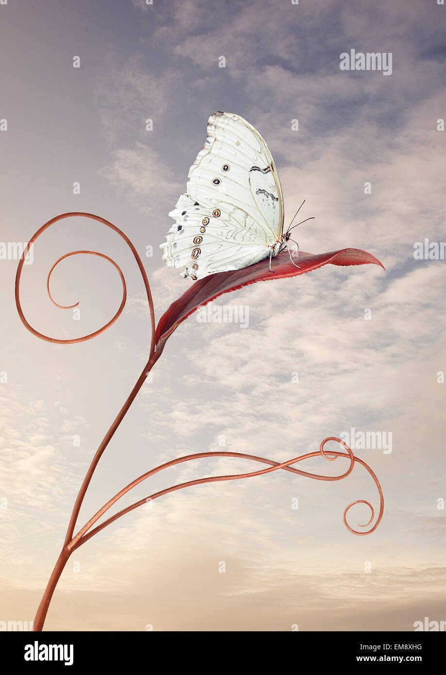 Butterfly on plant leaf Stock Photo - Alamy