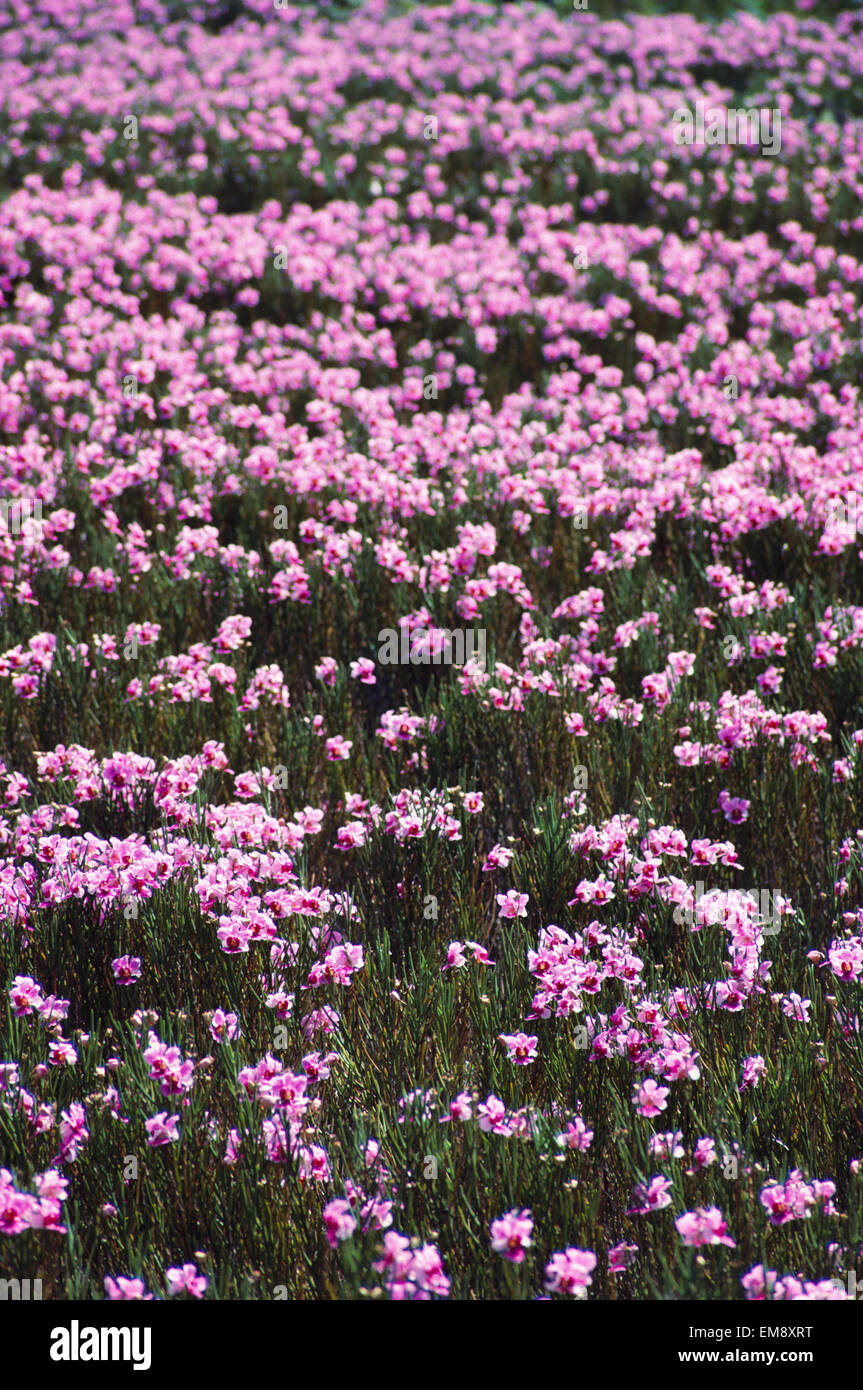Hawaii, Big Island, Kona, Kainaliu, Field Of Pink Vanda Orchids Stock ...