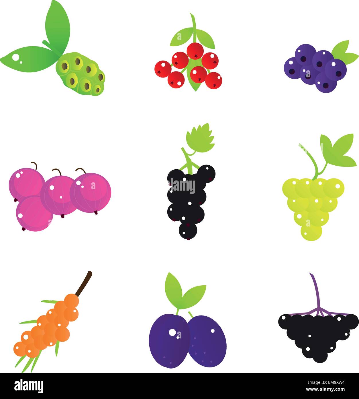 Berries black currant on Stock Vector Images - Alamy