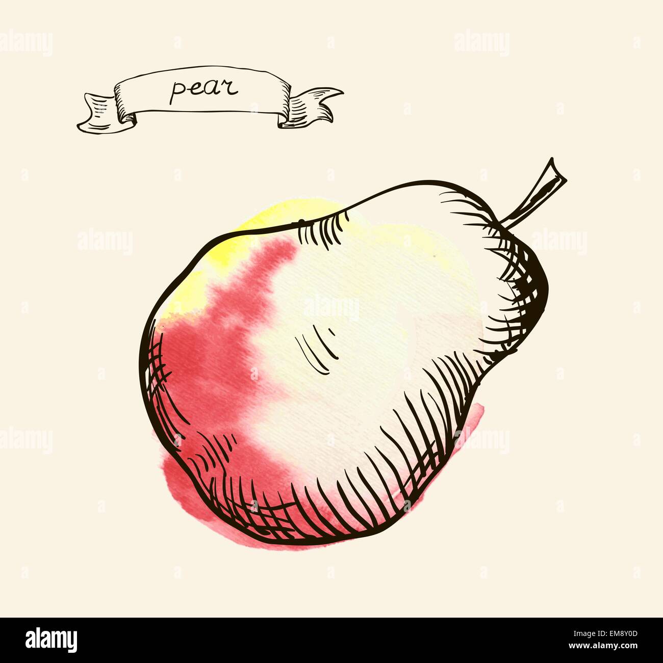 Hand drawn illustration of pear Stock Vector Image & Art - Alamy