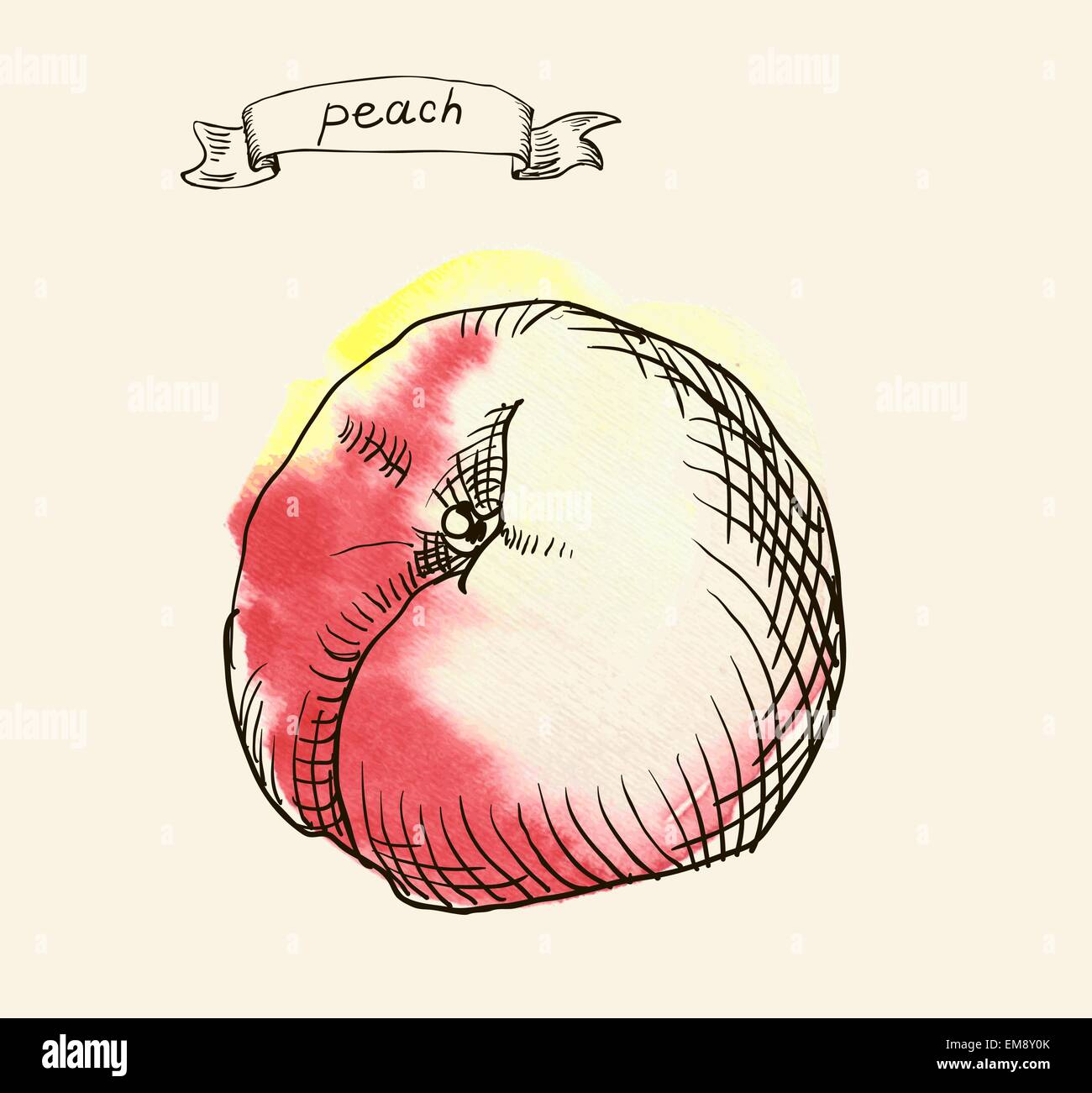 Hand drawn illustration of peach Stock Vector Image & Art - Alamy