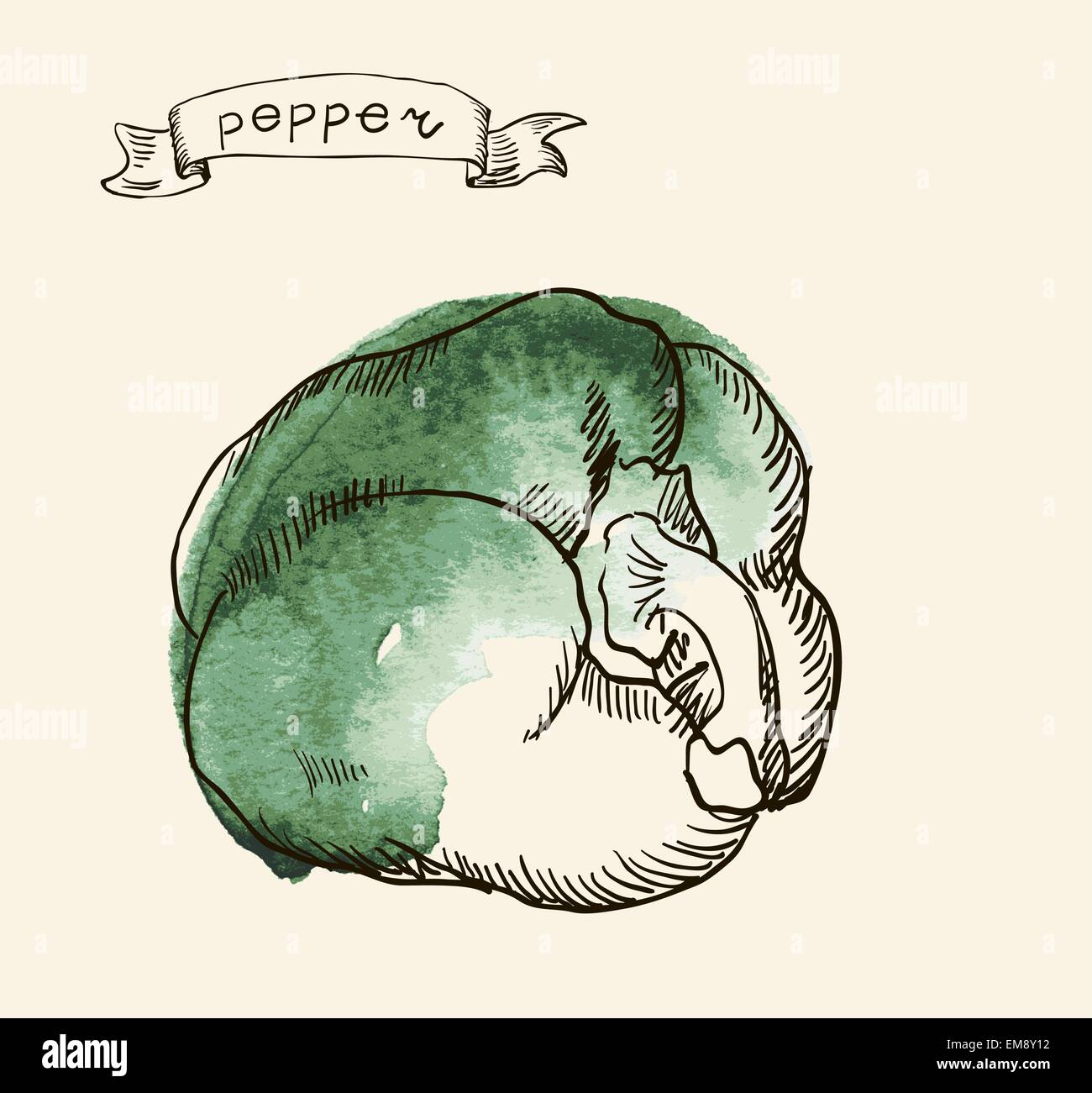 Watercolor hand drawn pepper Stock Vector Images - Alamy