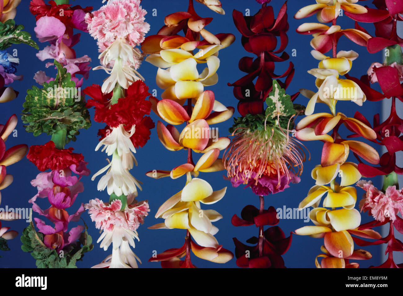 Assorted Hawaiian Leis, Hanging In Bright, Colorful Strands, Studio ...