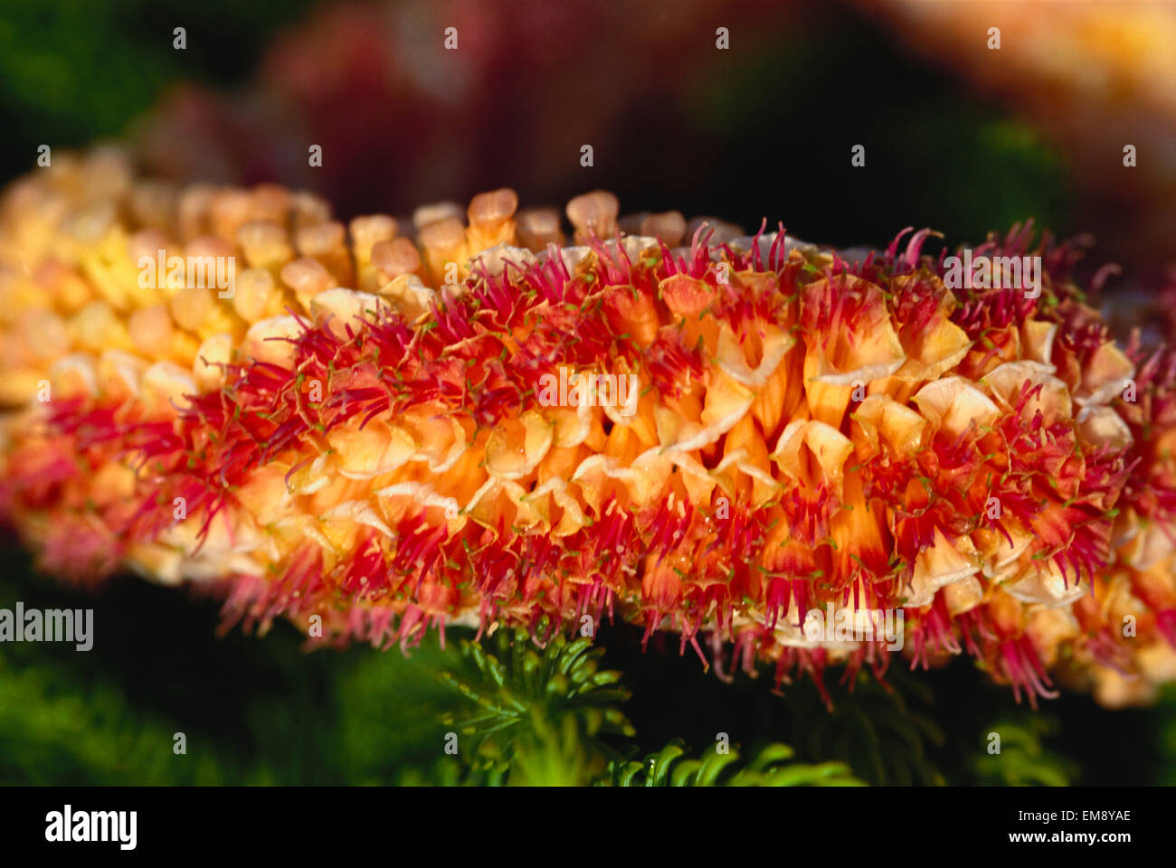 Hawaii, Close-Up Of Orange And Red Cigar Lei Stock Photo - Alamy