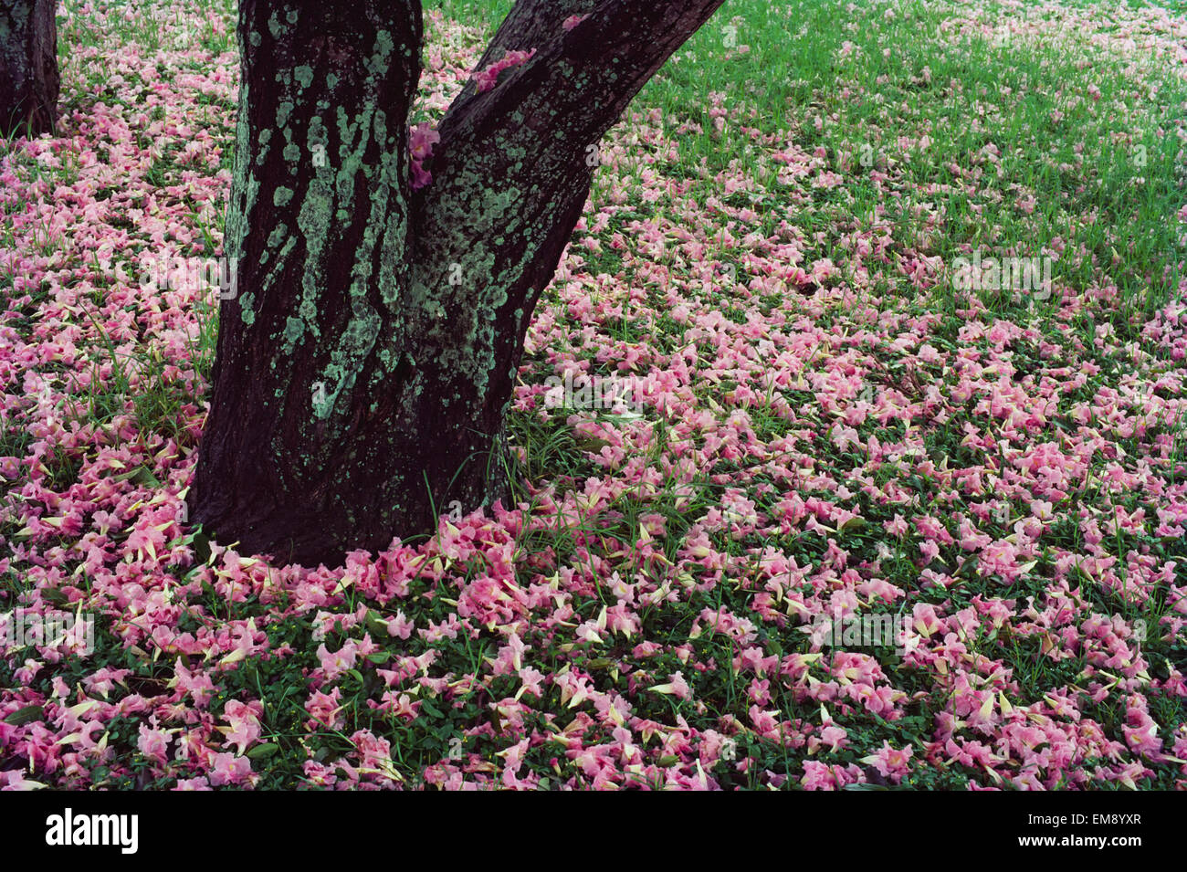 Pink Tecoma Tree Blossoms (Tecoma Pentaphylla) On Grass, Below Tree ...