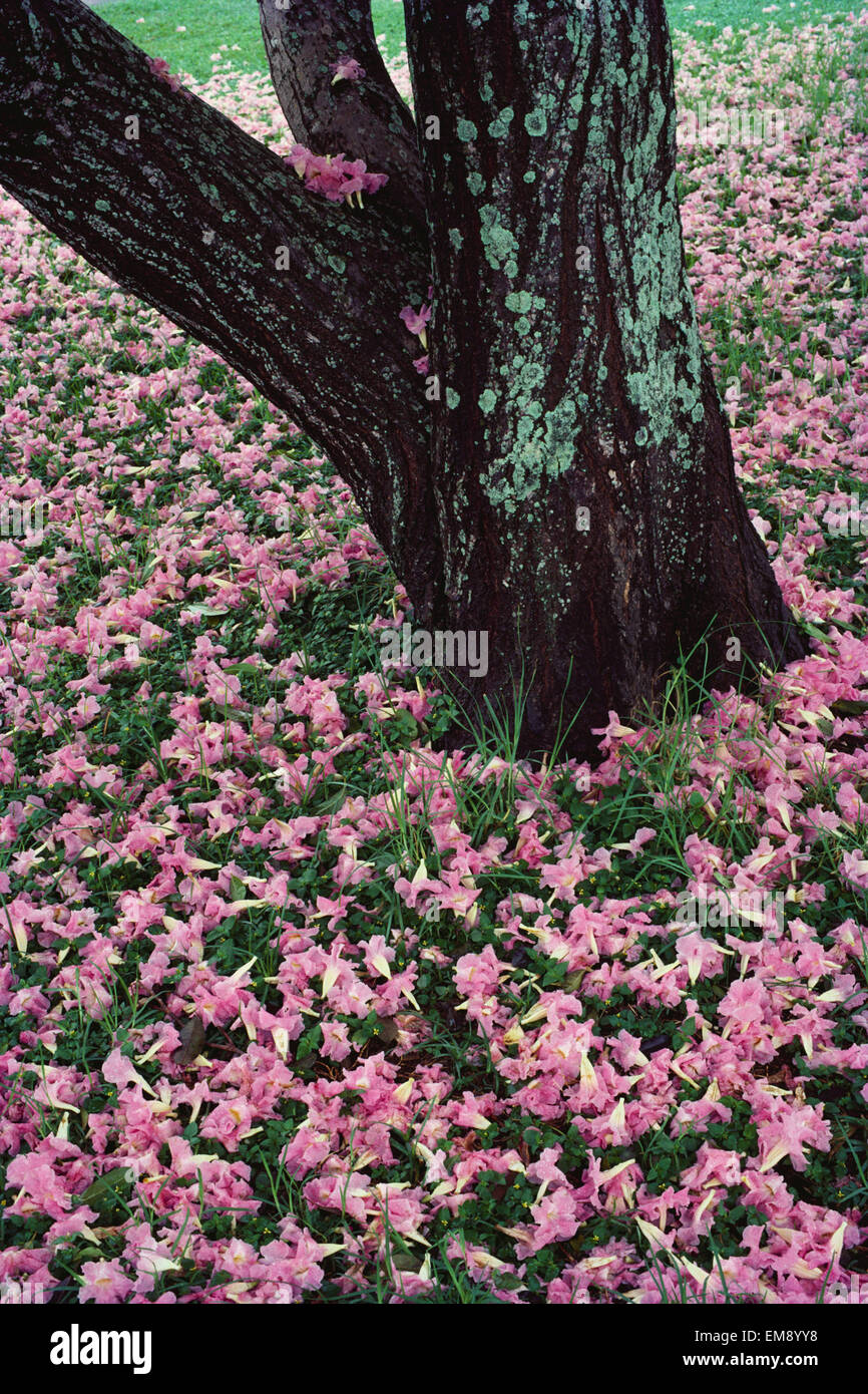 Pink Tecoma Tree Blossoms Scattered Near Trunk (Tecoma Pentaphylla ...
