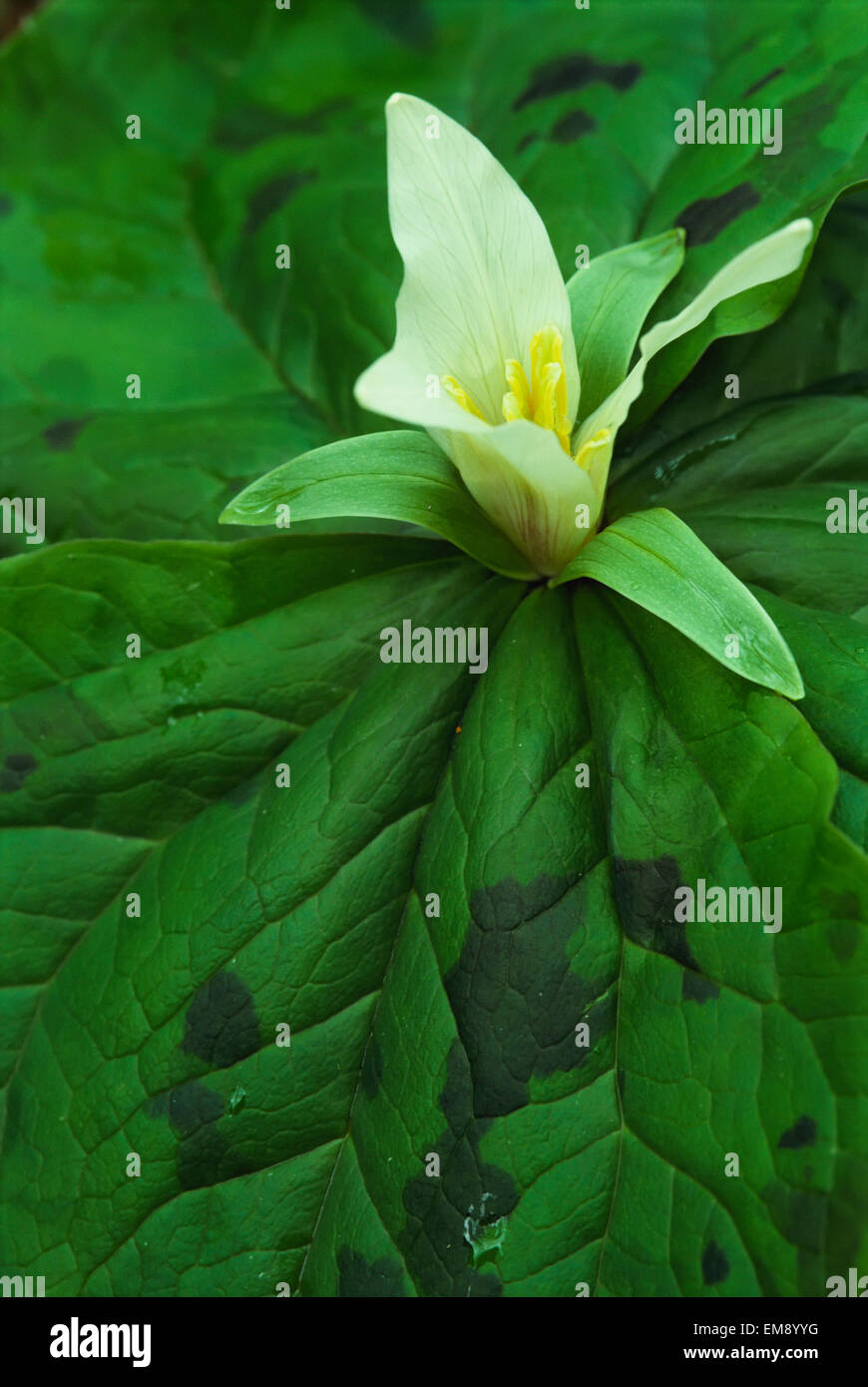 Sesile hi-res stock photography and images - Alamy