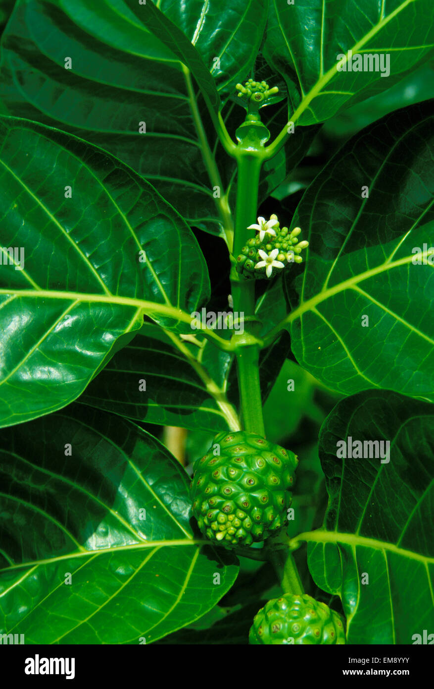 Hawaii, Noni (Indian Mulberry)[Morinda Citrifolia], Closeup View Stock ...
