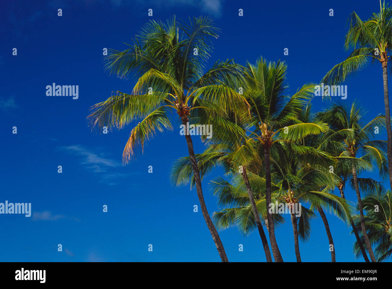 Hawaii, Palm Tree Tops Against Blue Sky Stock Photo - Alamy