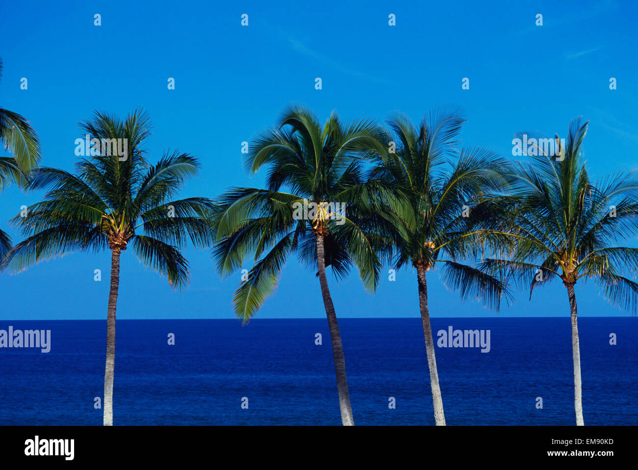 Hawaii, Palm Tree Tops Against Blue Sky And Ocean Stock Photo - Alamy