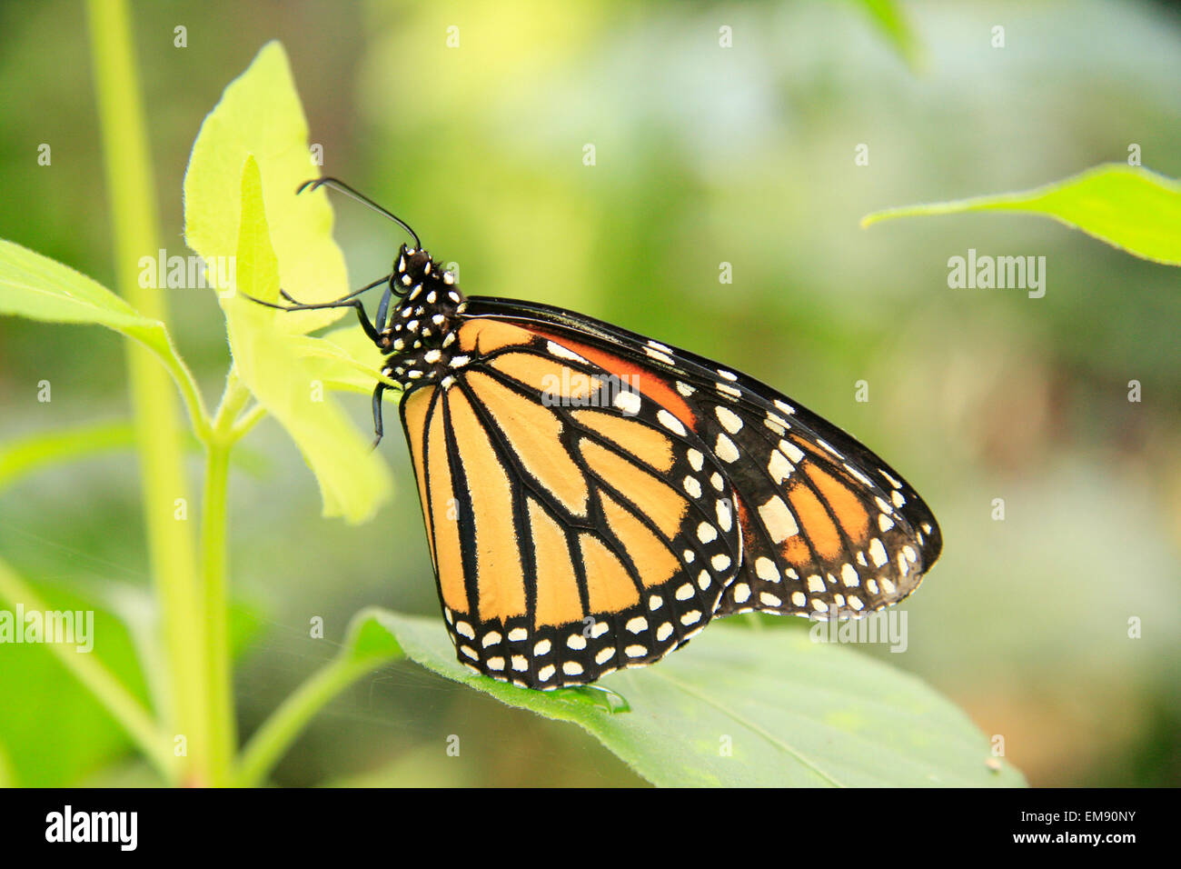 Monarch yellow hi-res stock photography and images - Alamy
