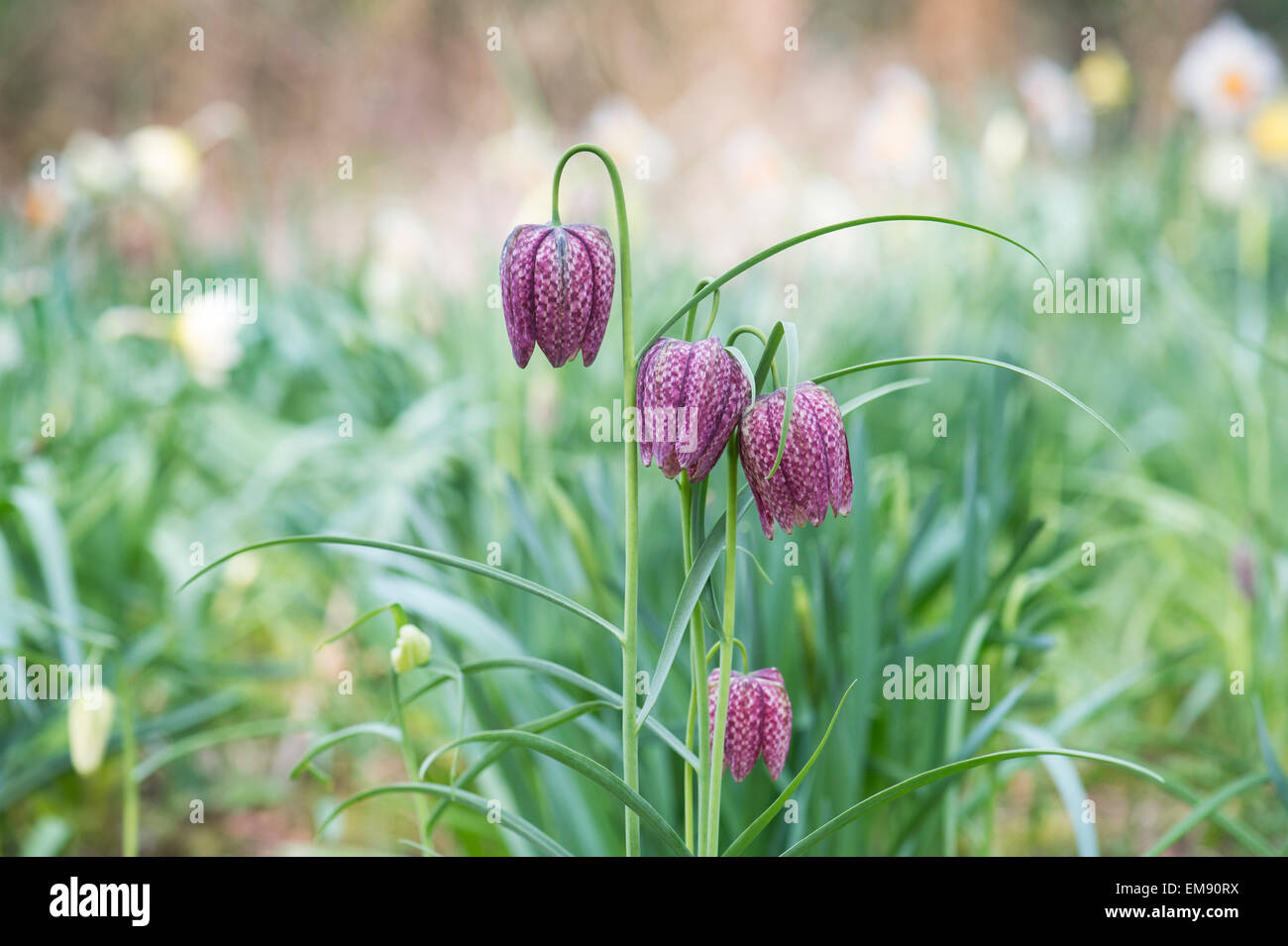 Fritillaria Meleagris. Snakes Head Fritillary flowers Stock Photo - Alamy