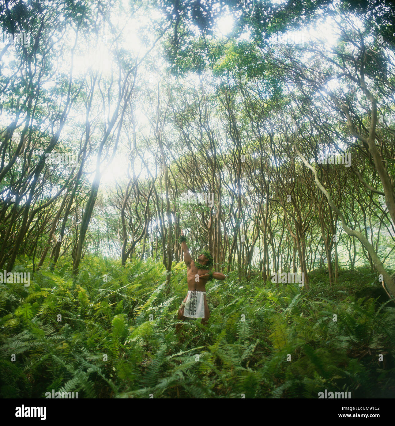 Male (Kane) Hula Dancer In Rainforest With Sunlight Filtering Through ...