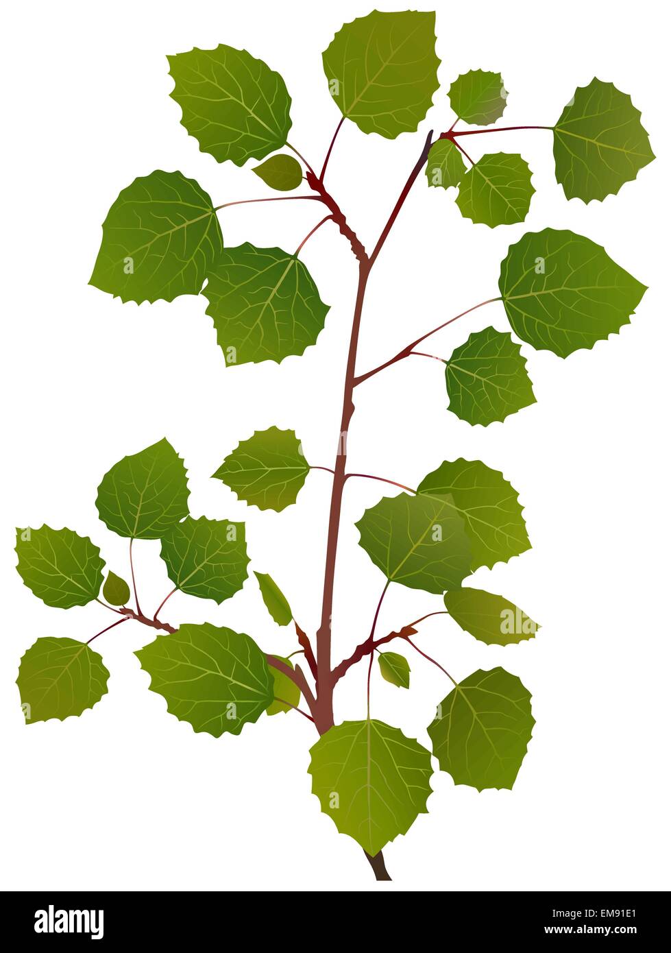 Deciduous tree branches Cut Out Stock Images & Pictures - Alamy