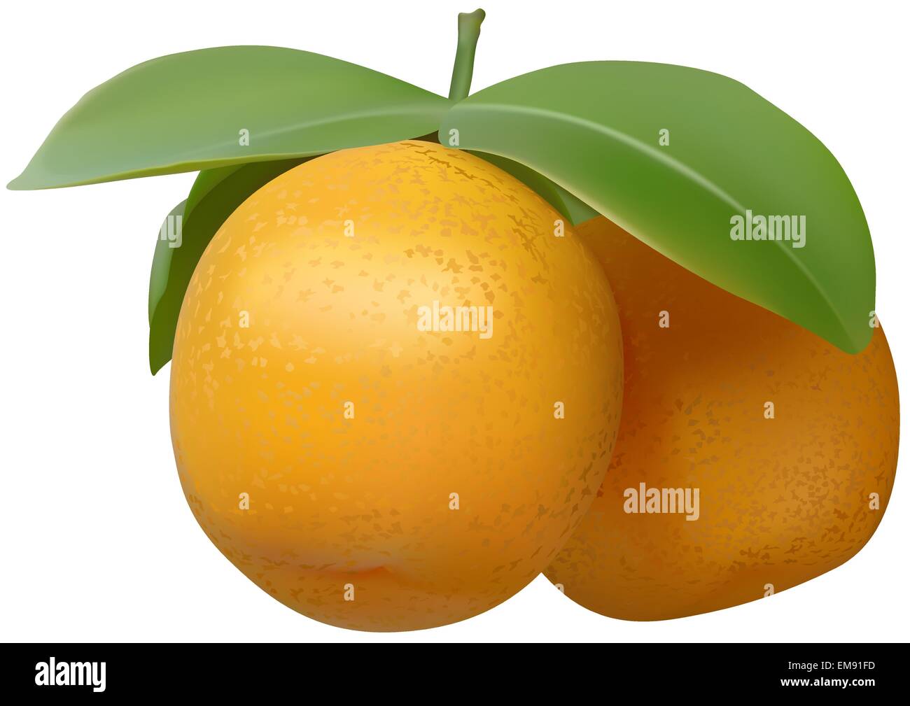 Tangerine plant Stock Vector Images - Alamy