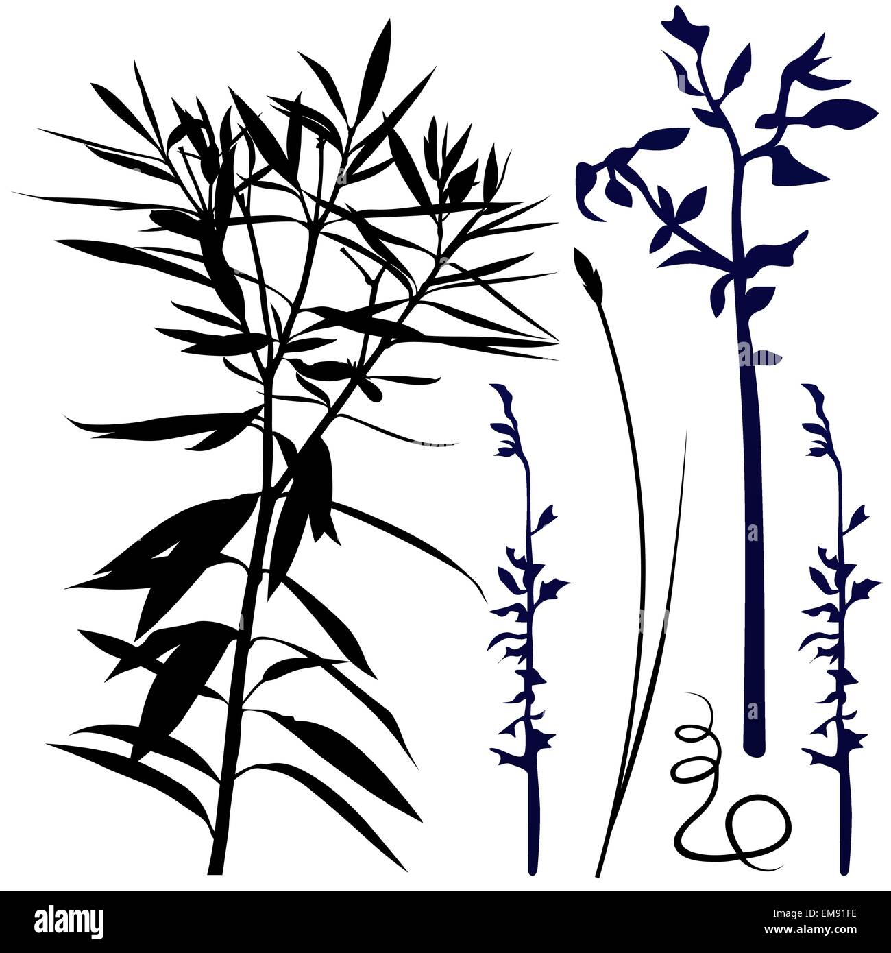 Long leaf illustration vector Cut Out Stock Images & Pictures - Alamy