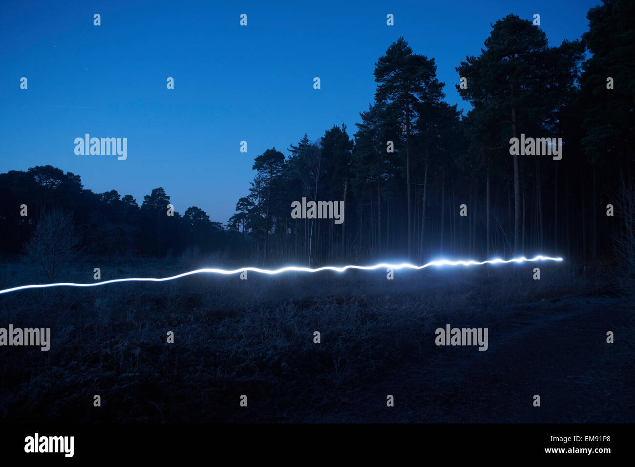 Light trail in forest, at night Stock Photo - Alamy