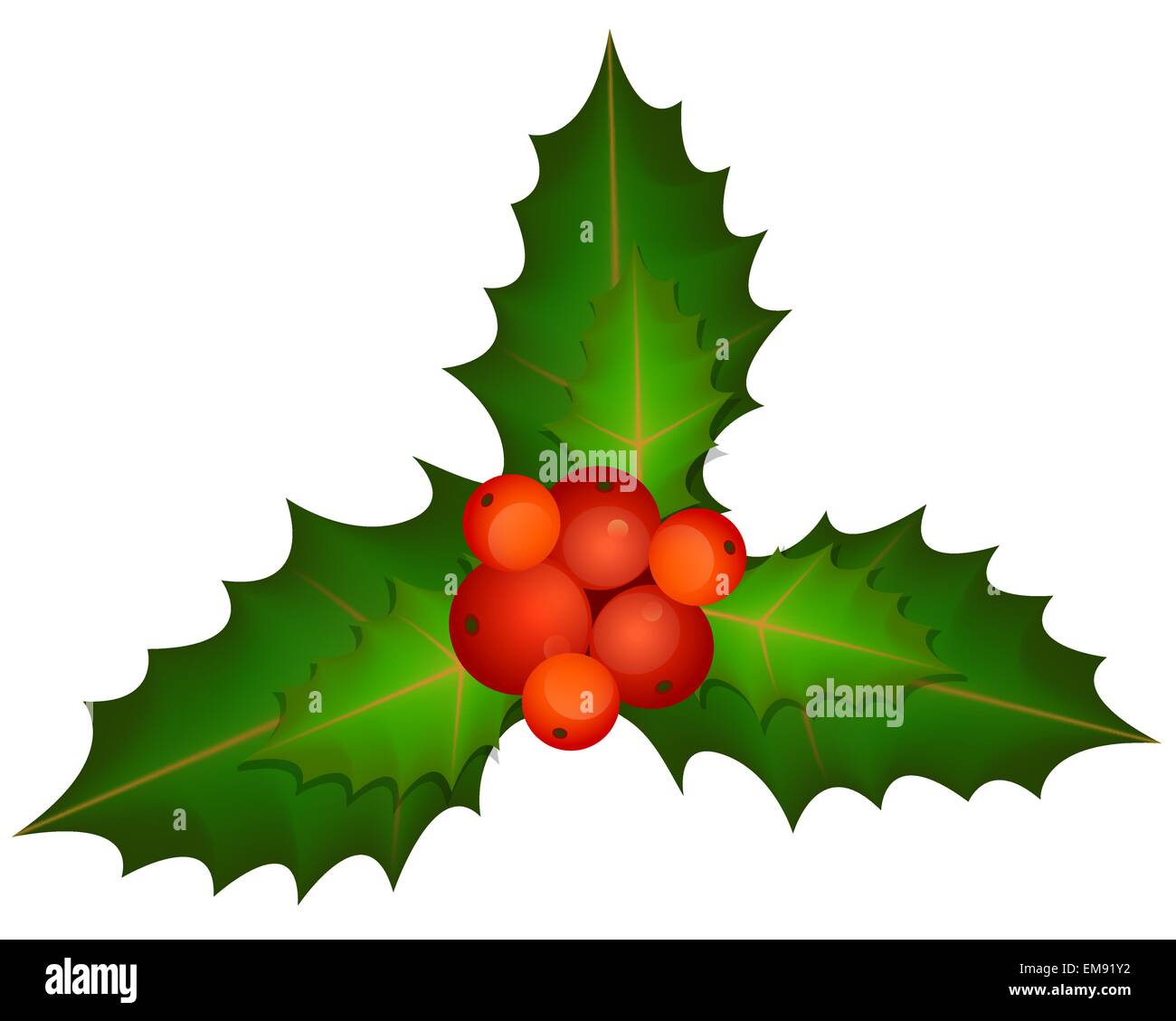 Holly plant Stock Vector Images - Alamy