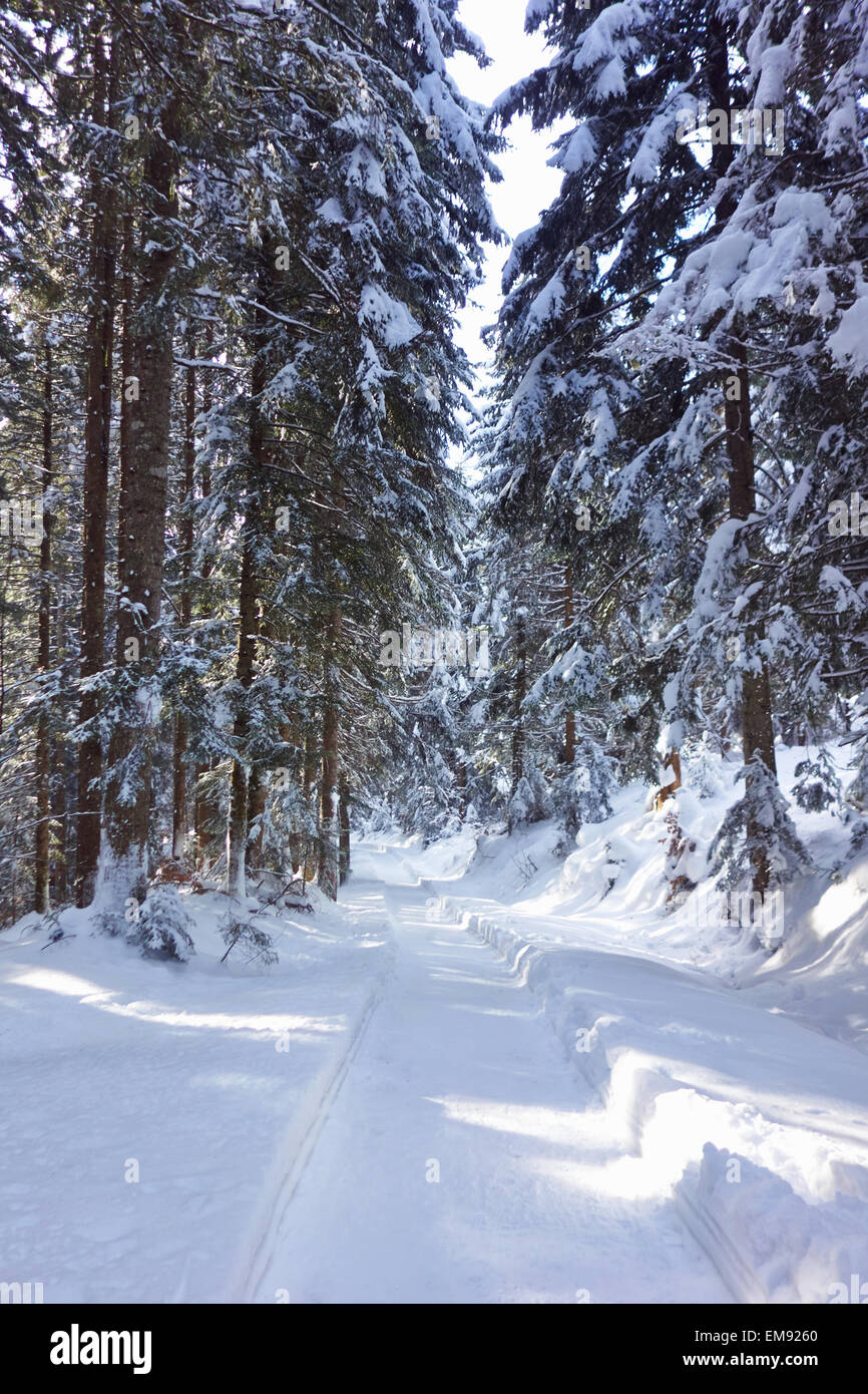 Trees in snow, Kirchberg, Austria Stock Photo - Alamy