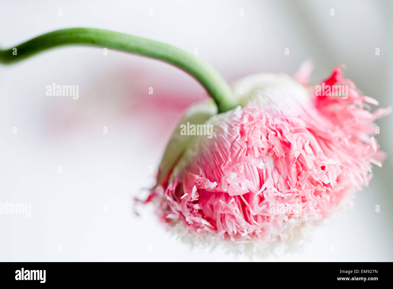 Drooping flower heads hi-res stock photography and images - Alamy