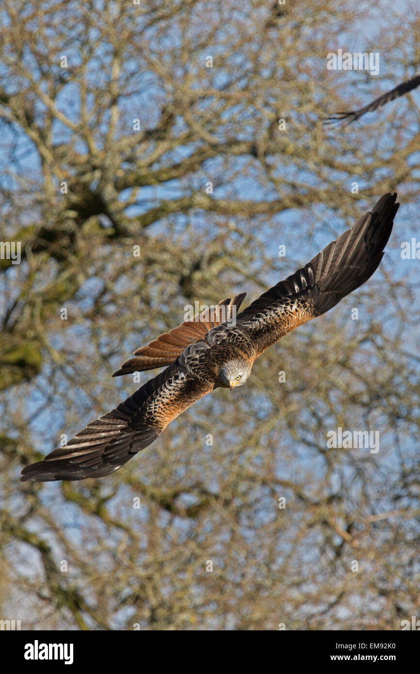 acrobatic, aerobatic, beak, bird, blue, cymru, fard, feathers, feeding ...