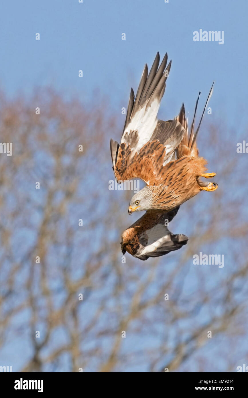 acrobatic, aerobatic, beak, bird, blue, cymru, fard, feathers, feeding ...