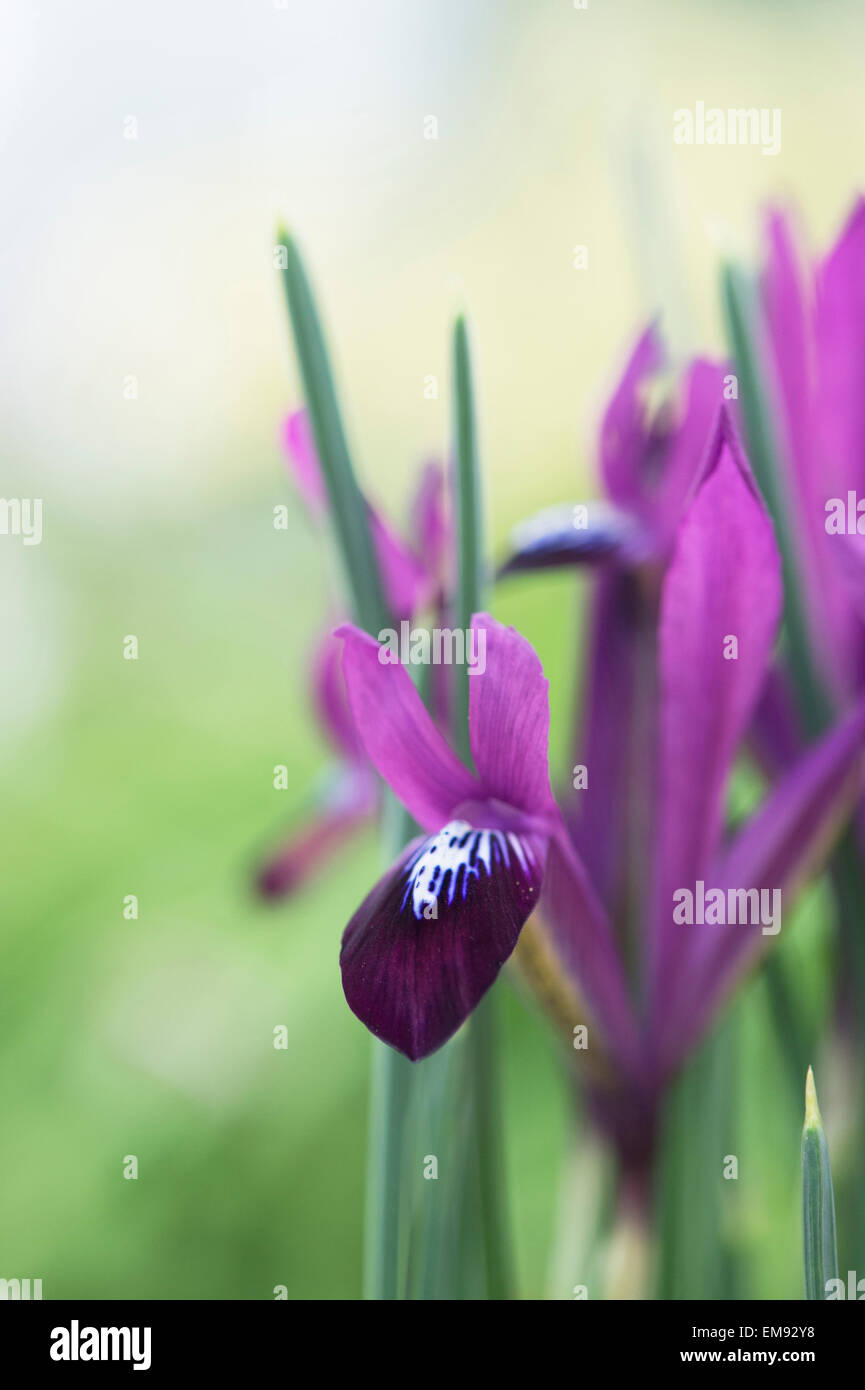 Iris reticulata Purple Gem. Dwarf iris Stock Photo - Alamy