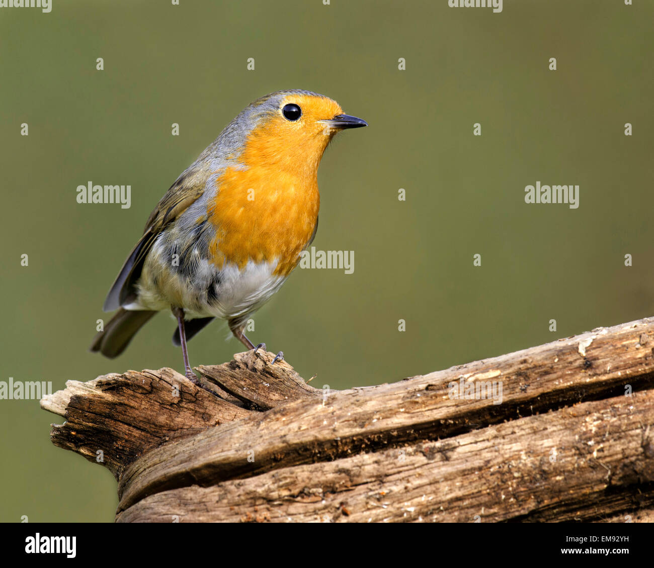 Pretty robin redbreast hi-res stock photography and images - Alamy