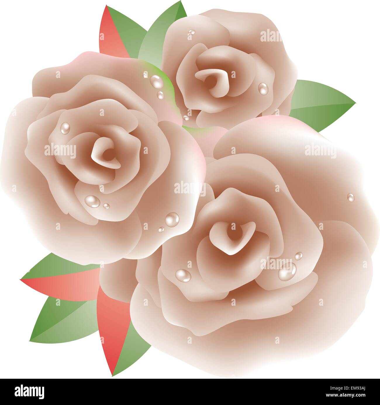 Flower closeup roses Stock Vector Images - Alamy