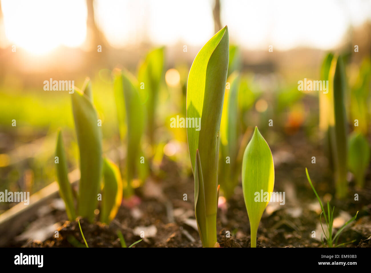 Growing tulip plants under sunlight in Soft focus shoot Stock Photo - Alamy