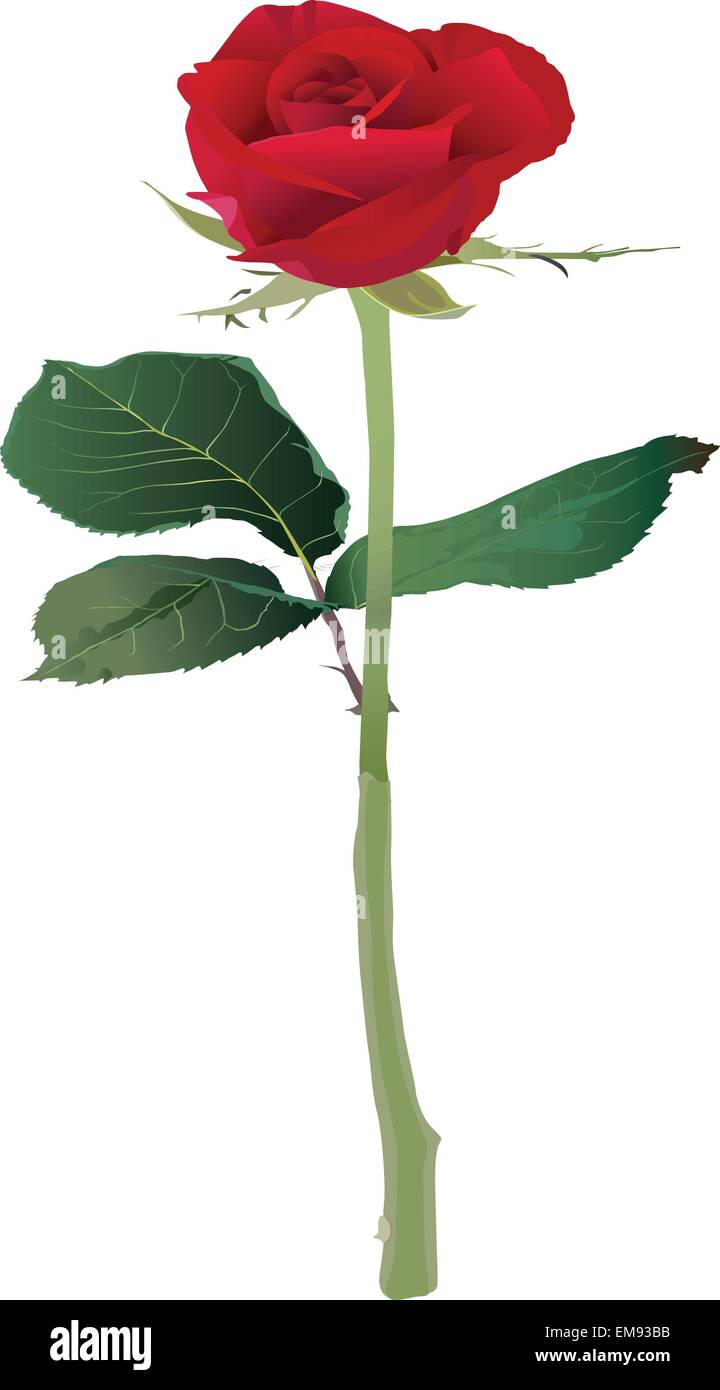 Rose vector hi-res stock photography and images - Alamy