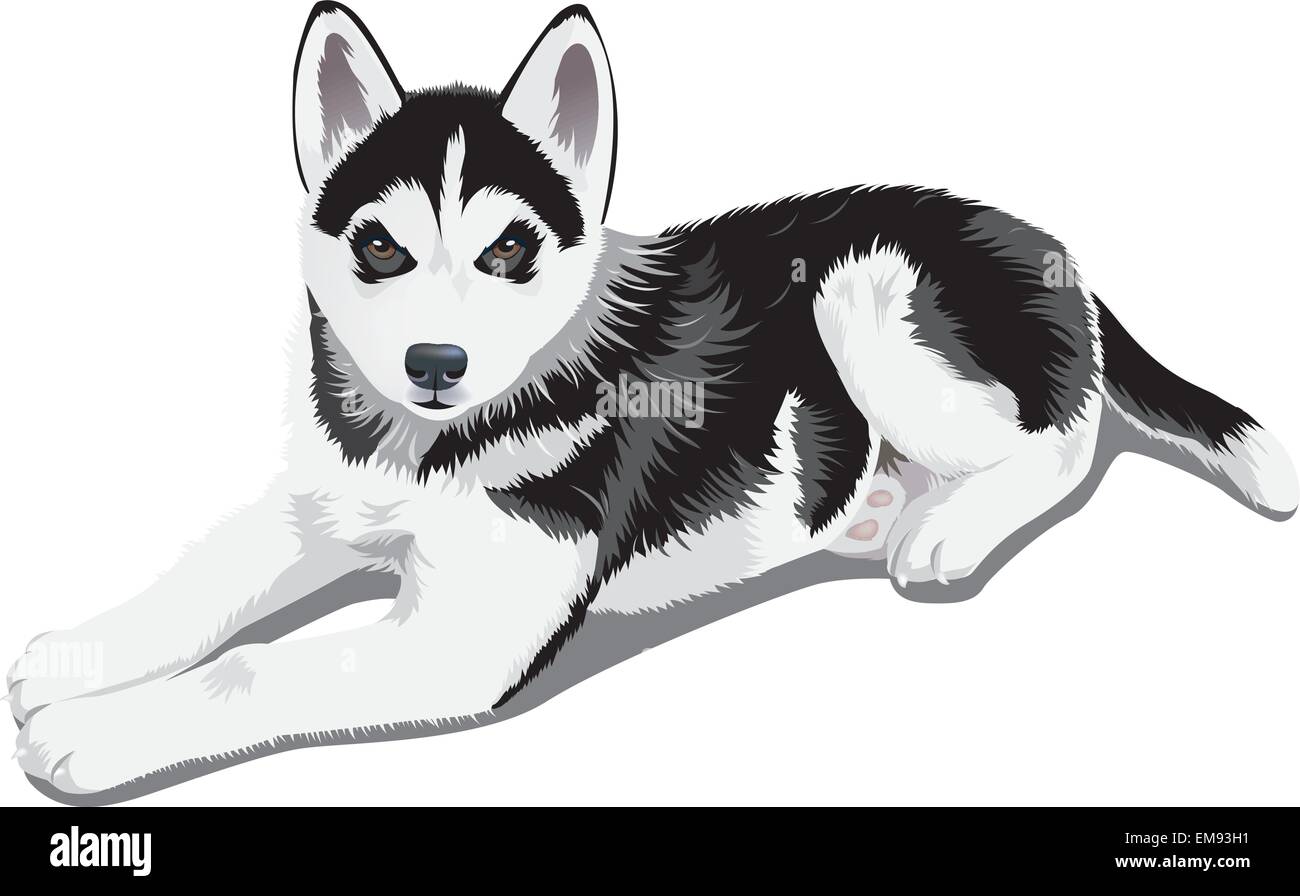 Vector illustration of Cartoon Dog Stock Vector Image & Art - Alamy