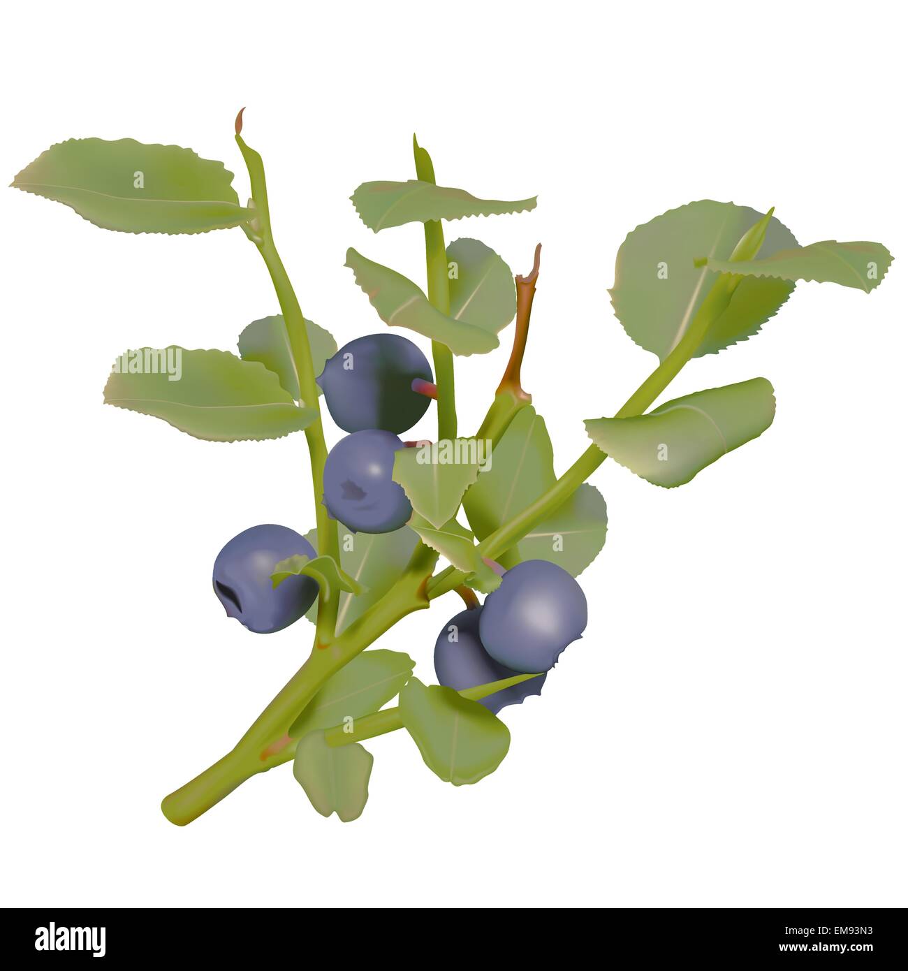 Blueberry clipart Stock Vector Images - Alamy