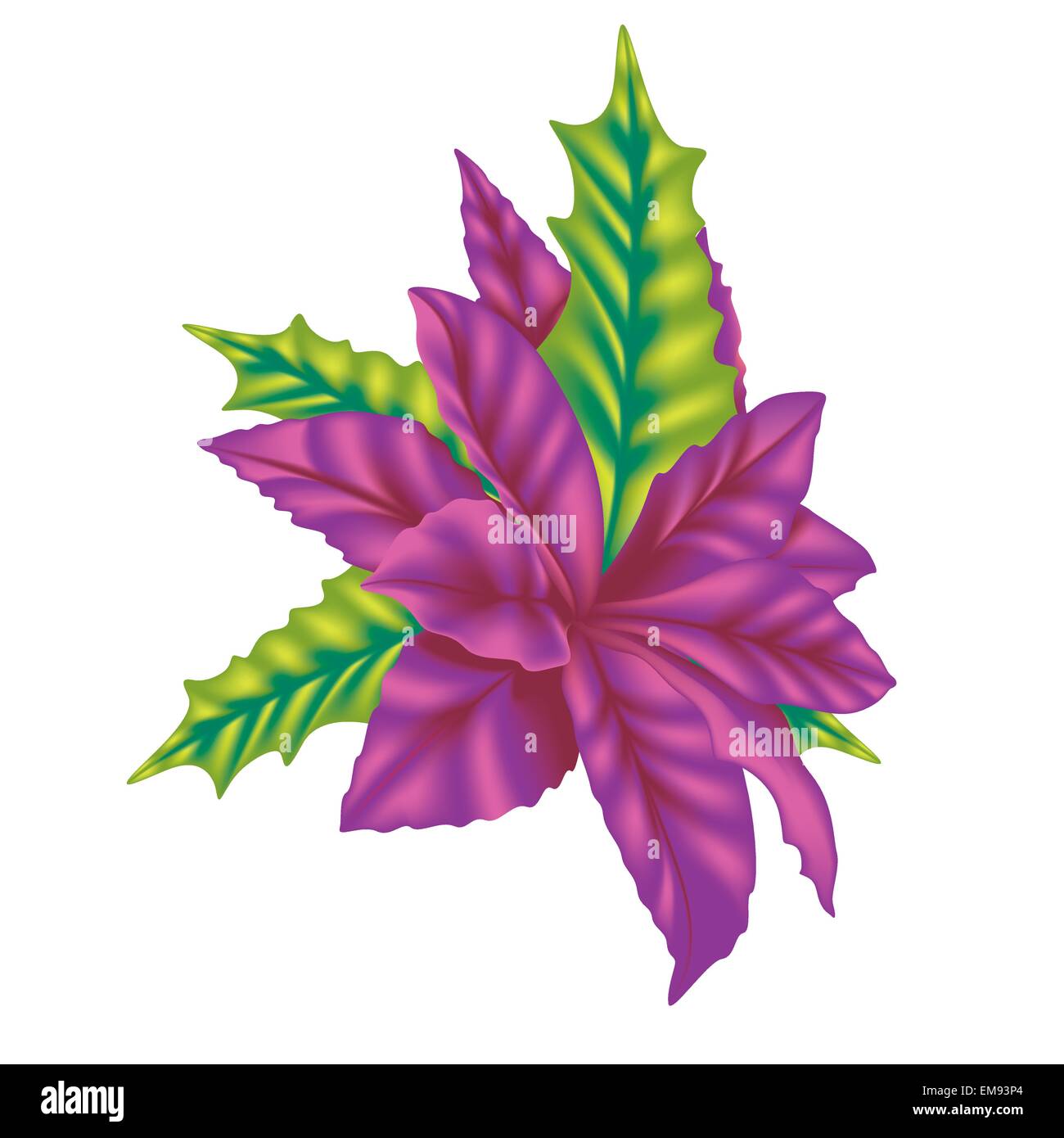 Purple poinsettia Stock Vector Images - Alamy