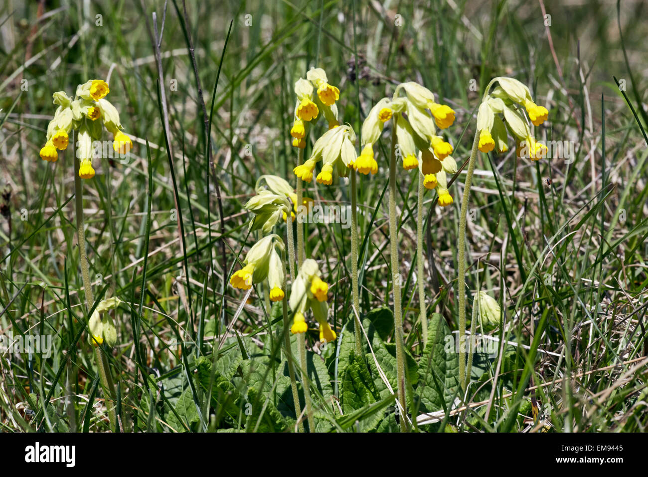 Cowslips growing on the chalk grassland of Denbies Hillside. Ranmore ...