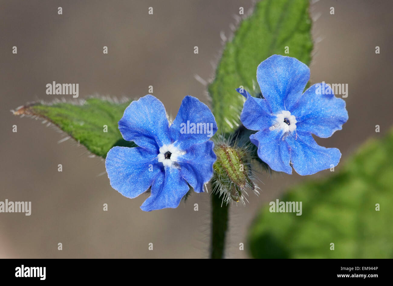 Green Alkanet flowers. Fairmile Common, Esher, Surrey, England Stock ...