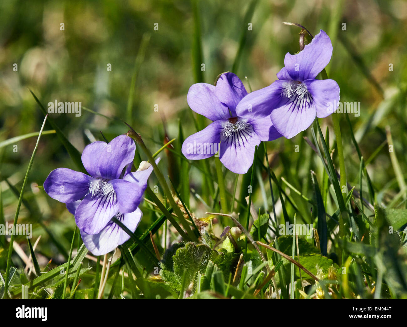 Hairy violets hi-res stock photography and images - Alamy